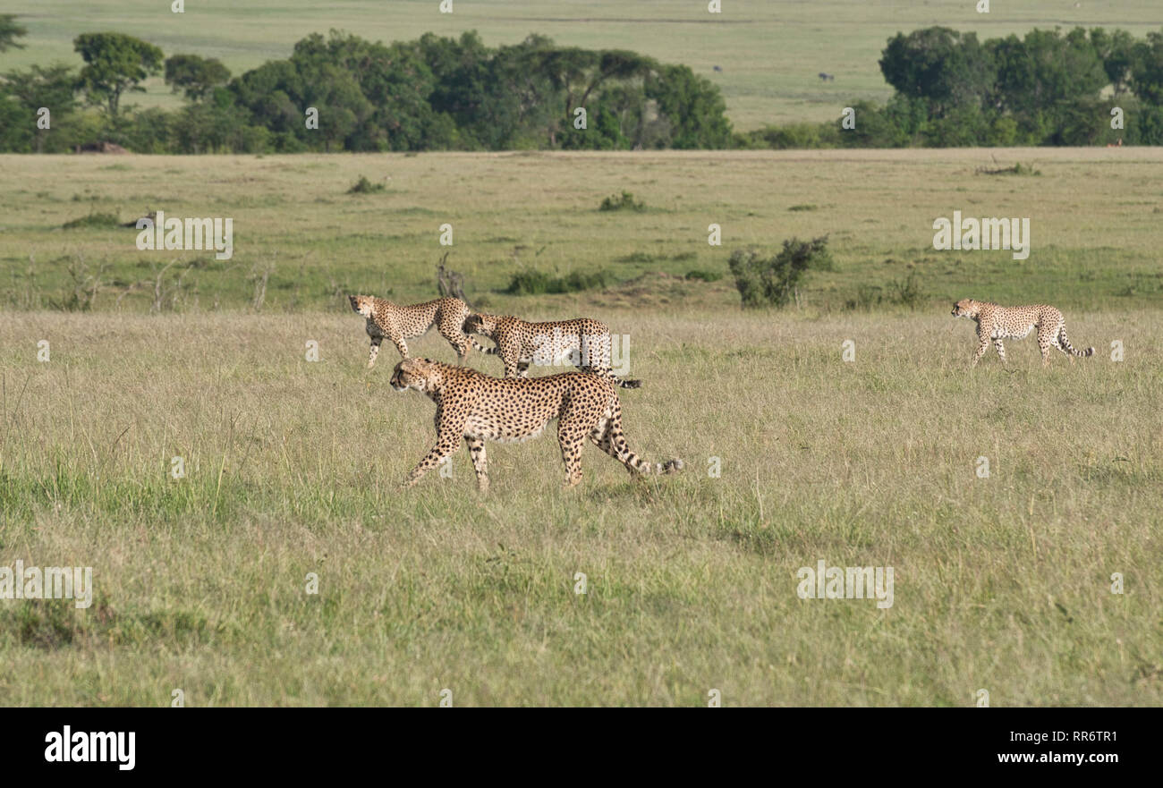 Four male cheetahs (Acinonyx jubatus), part of a coalition of five ...