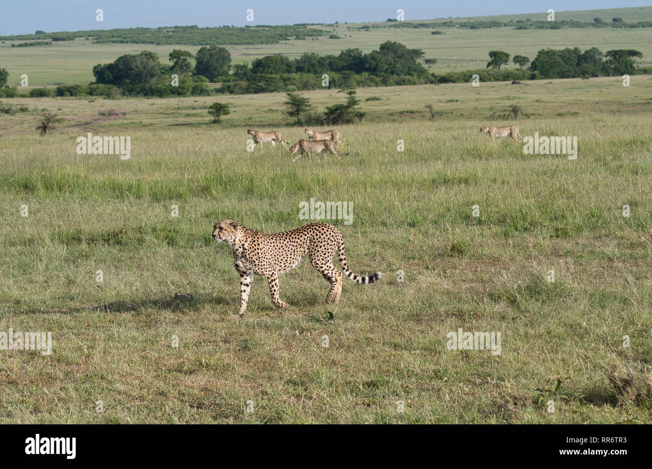 5 Cheetahs High Resolution Stock Photography and Images - Alamy