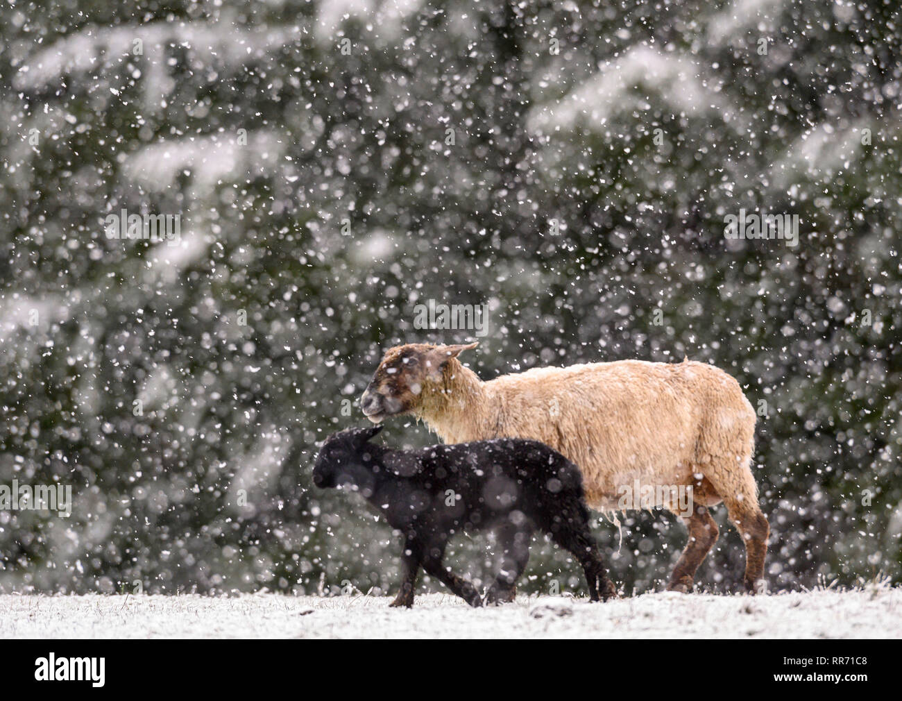 Lamb walk hi-res stock photography and images - Alamy