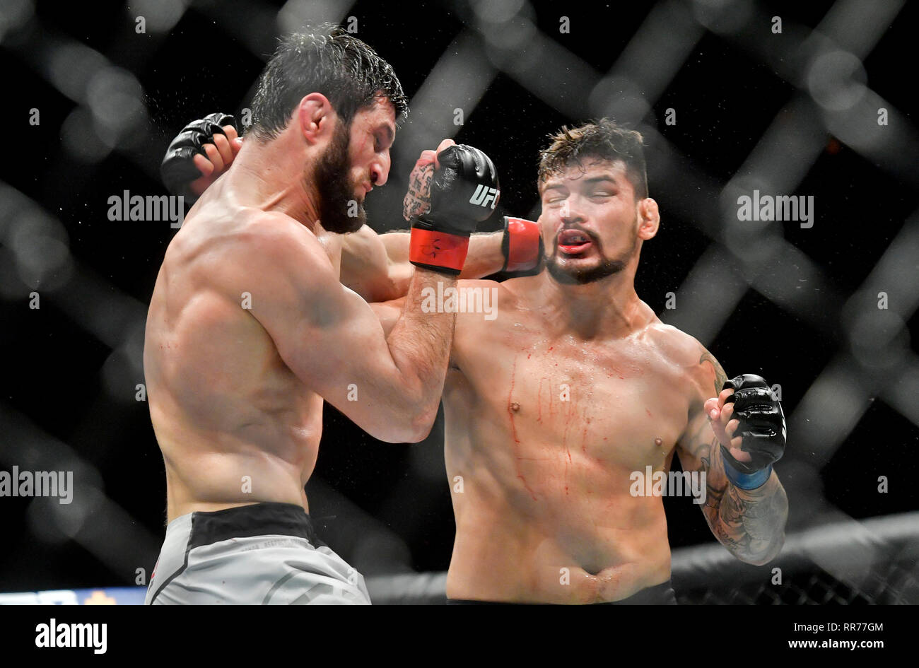 Prague, Czech Republic. 23rd Feb, 2019. Magomed Ankalaev (left) from ...