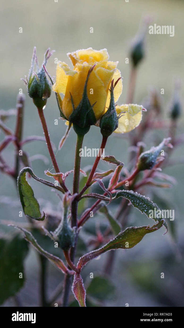 FROZEN ROSE BUD in autumn Stock Photo - Alamy