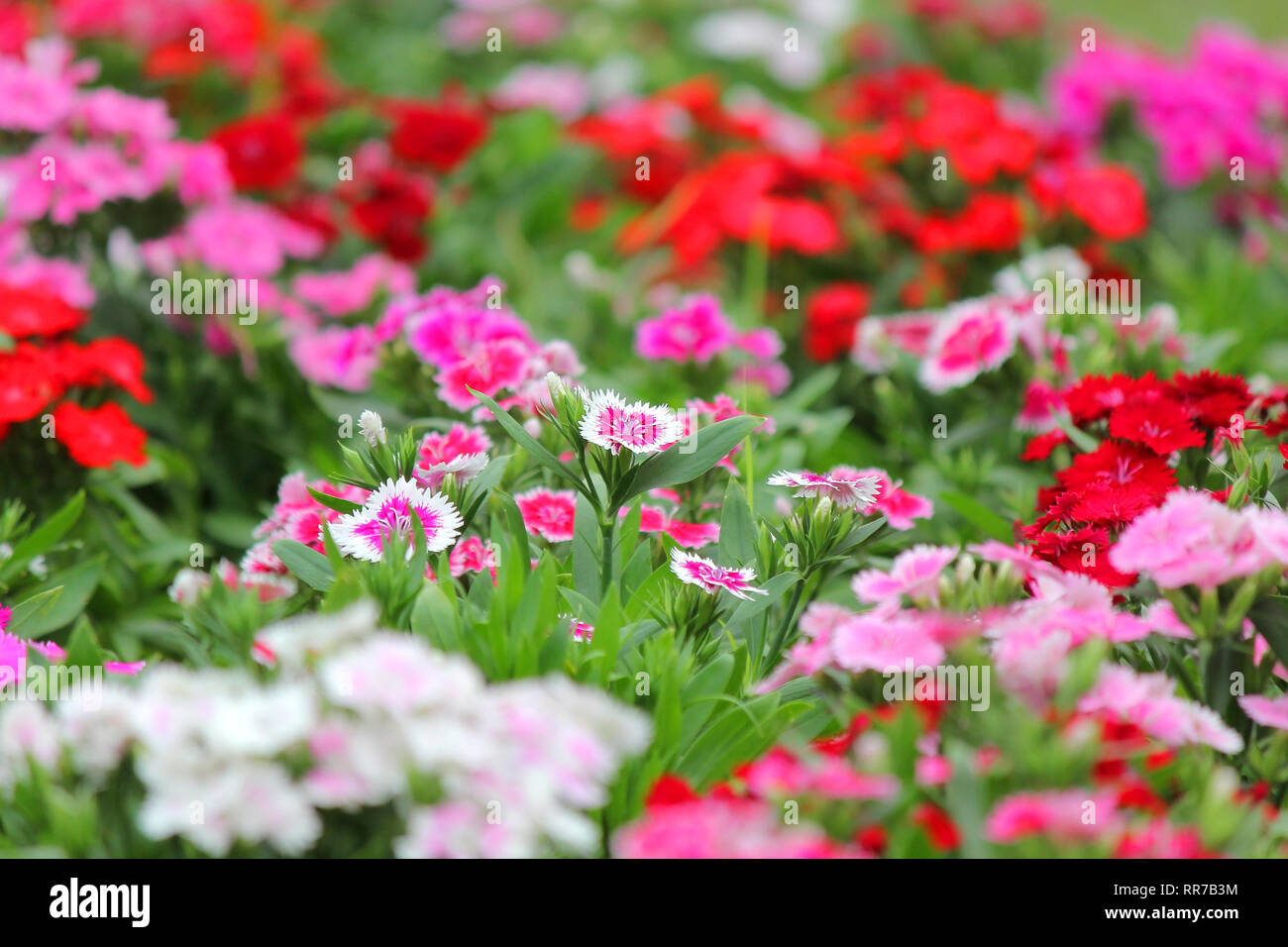 Dianthus flower hi-res stock photography and images - Alamy