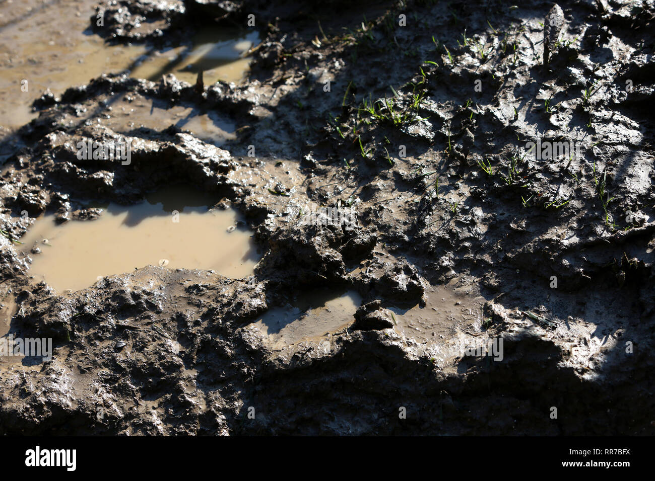 General views of walking in the mud on the Slindon Estate, West Sussex ...