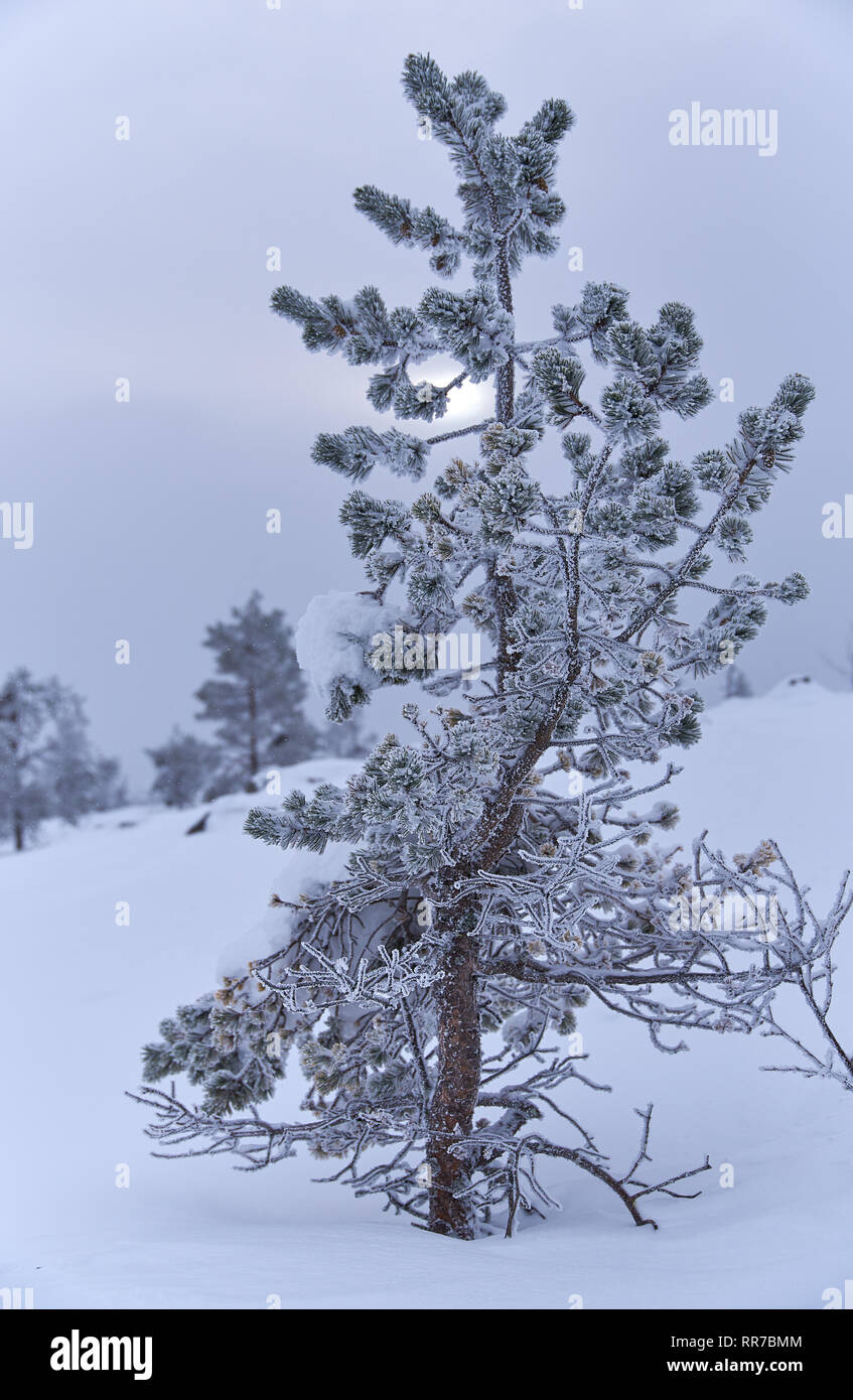 Icy and snowy pine tree on a fell in Lapland, Finland on cloudy winter ...