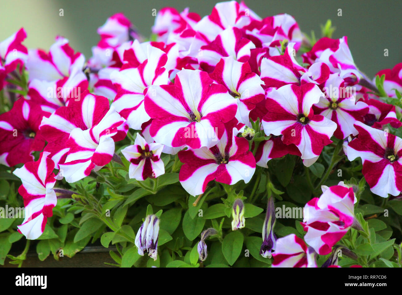Beautiful petunia flower hi-res stock photography and images - Alamy