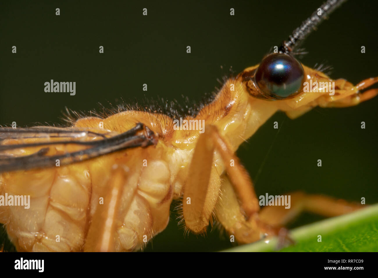 orange crane fly tipula sitting on a green leaf/plant half body shot ...