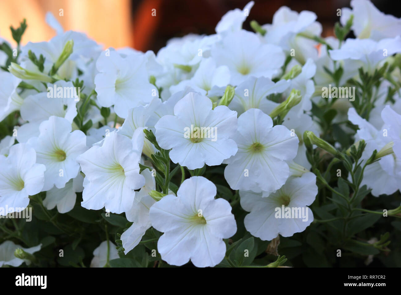 Beautiful blooming petunia flower hi-res stock photography and images ...