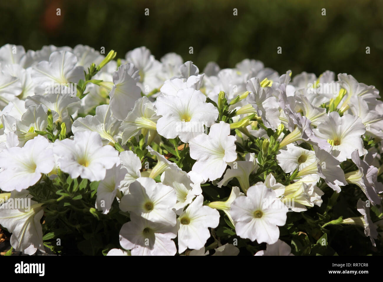 Beautiful blooming petunia flower hi-res stock photography and images ...