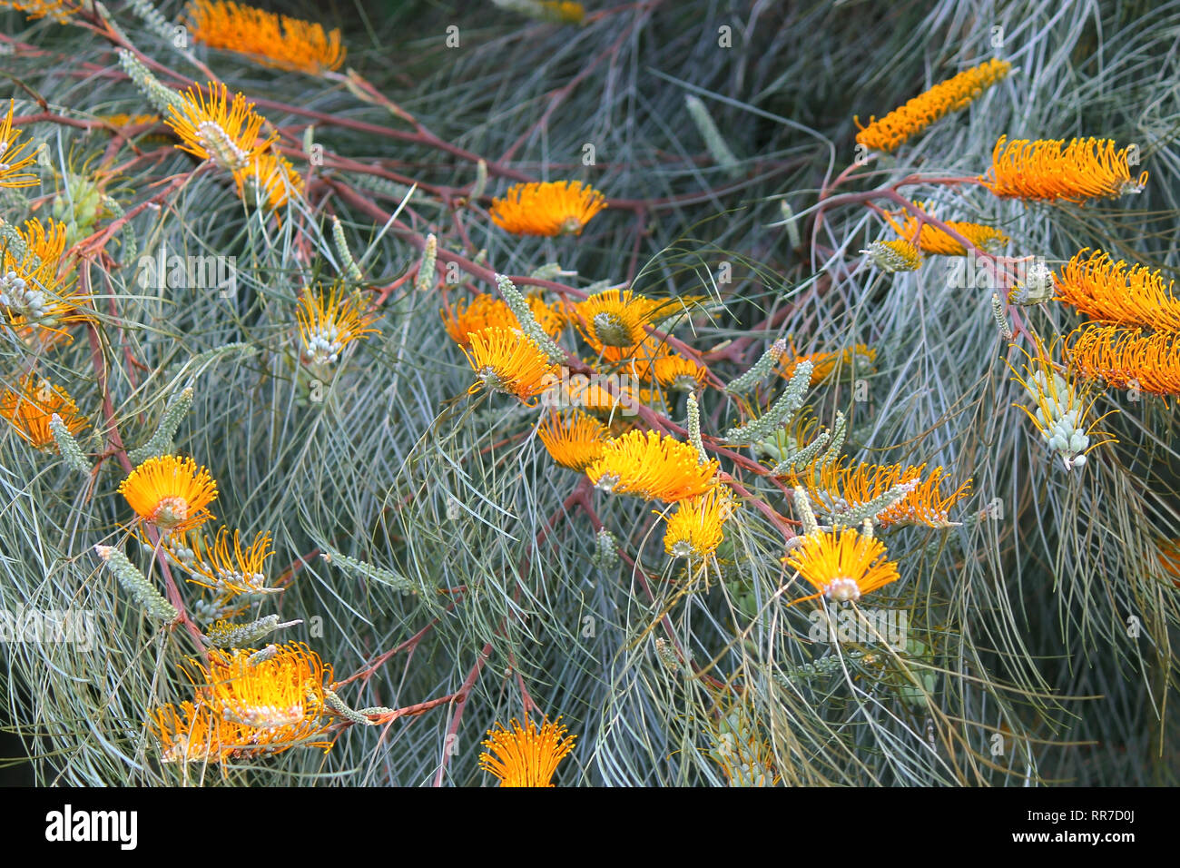 Grevillea tree hi-res stock photography and images - Alamy