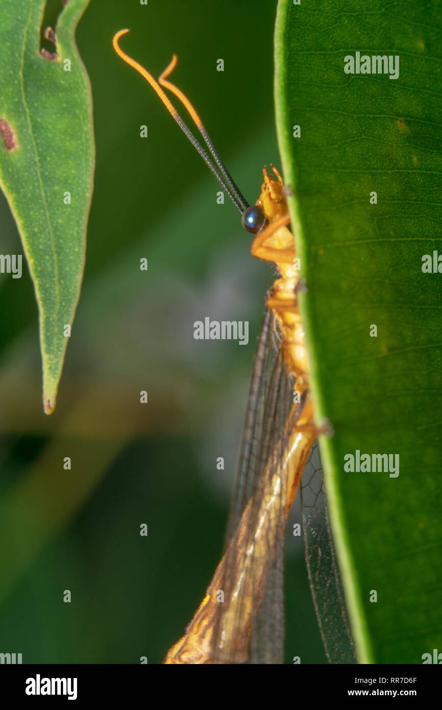 orange crane fly tipula hanging on a green leaf/plant, half body shot ...