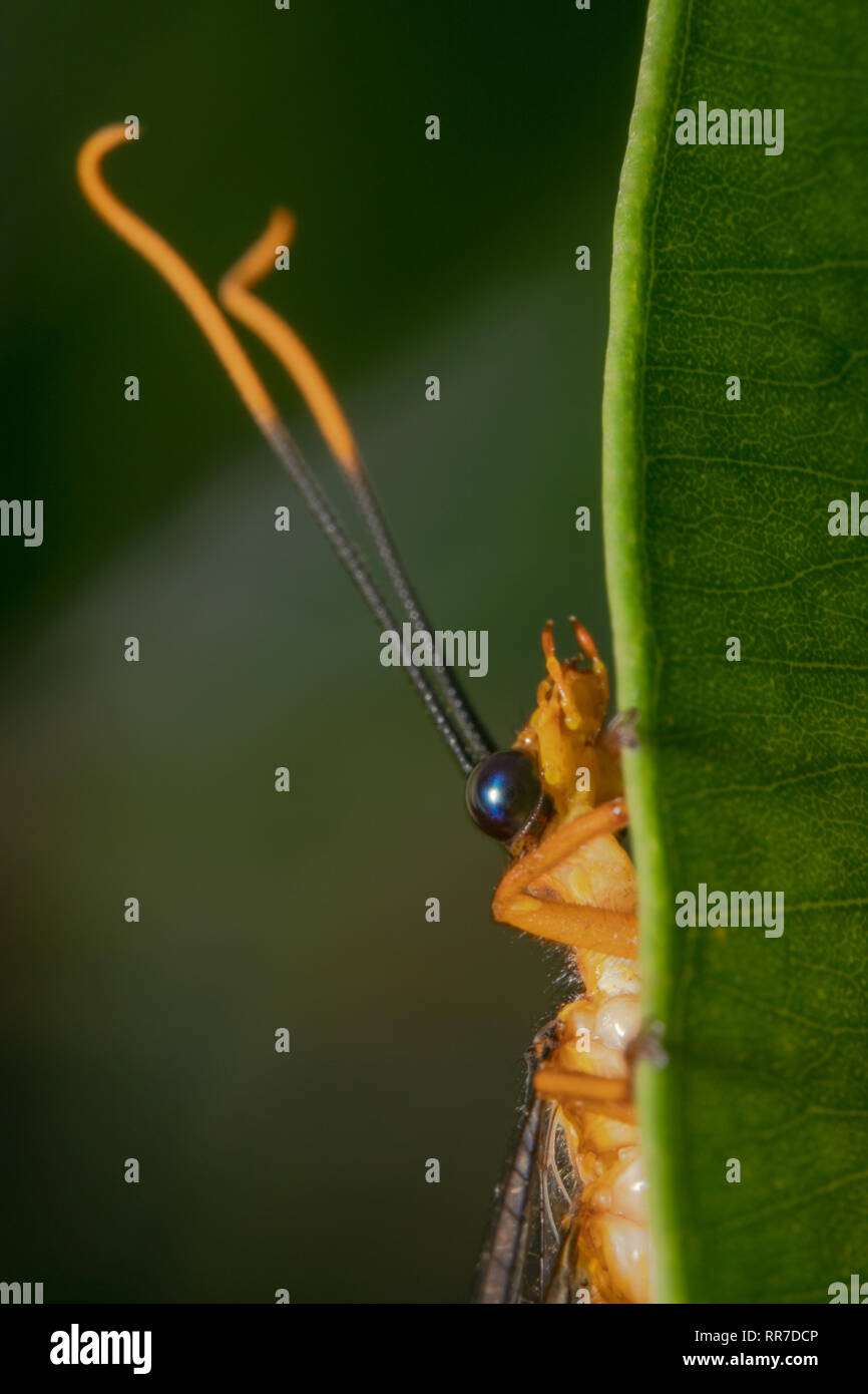 Super close shot of an orange crane fly tipula hanging on a green leaf ...