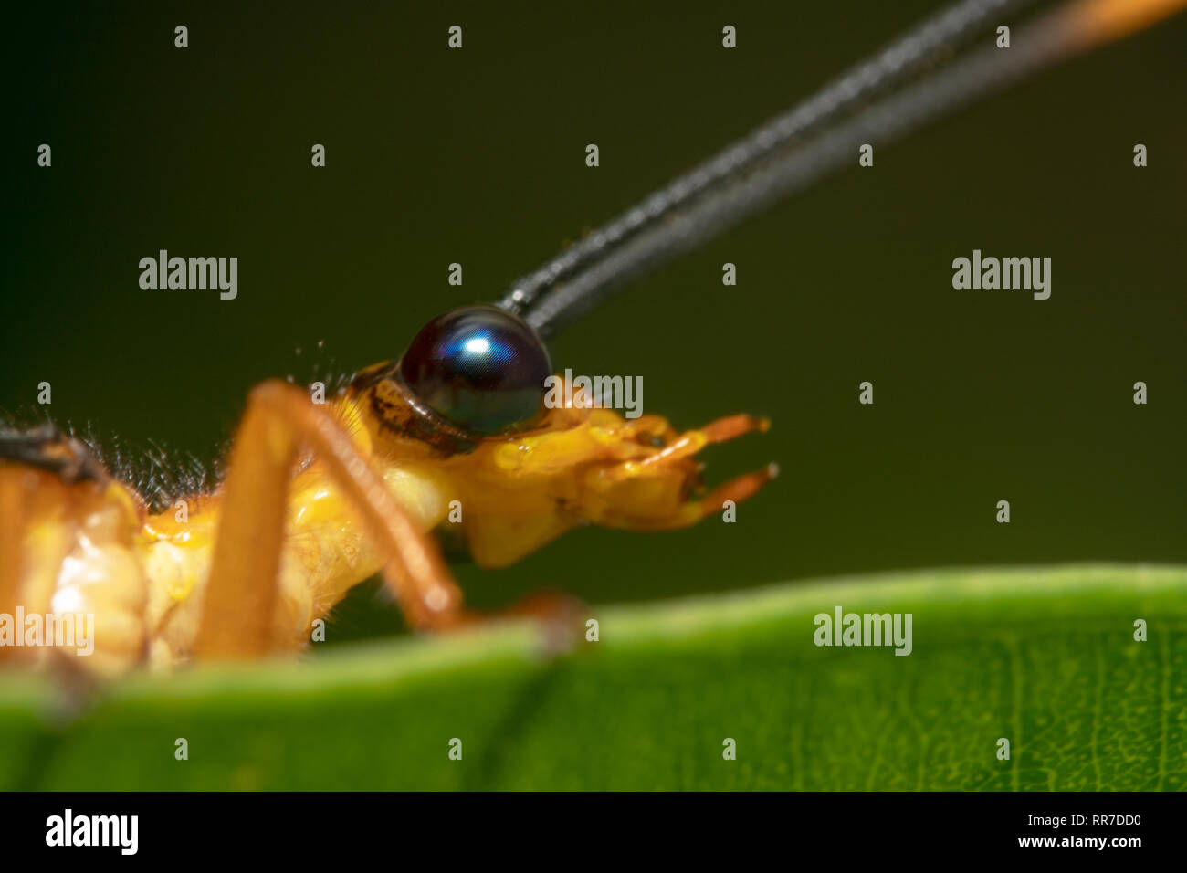 orange crane fly tipula sitting on a green leaf/plant, close up shot ...