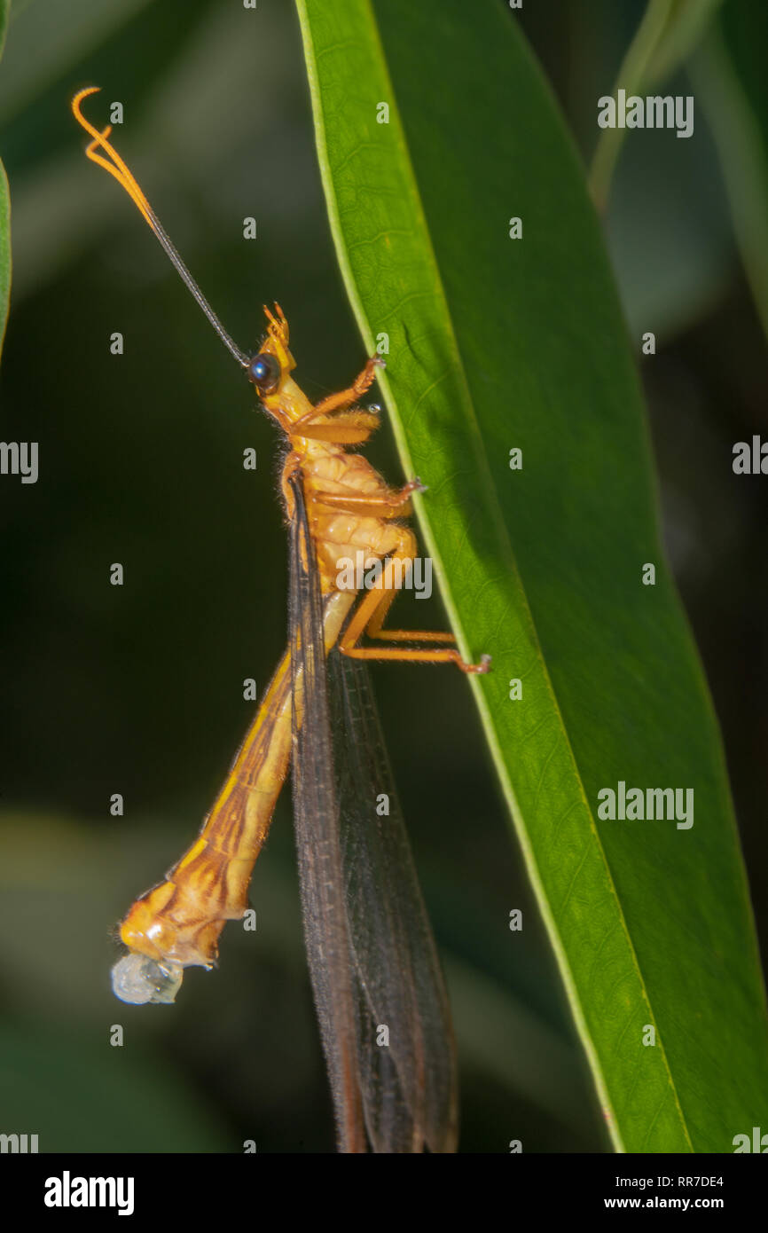 orange crane fly tipula hanging on a green leaf/plant, far away full ...