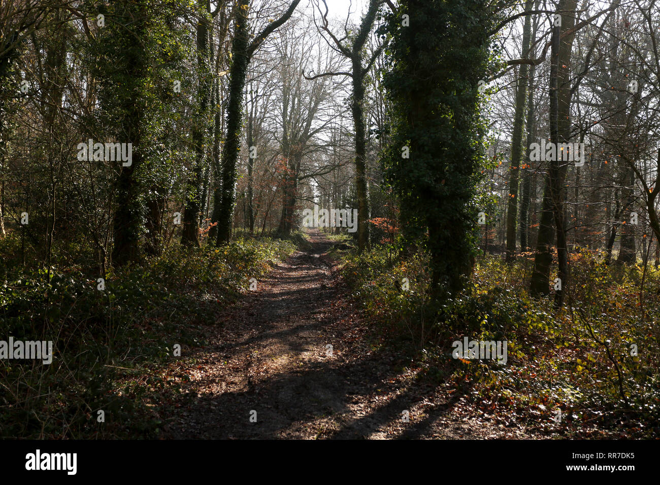 Slindon west sussex england hi-res stock photography and images - Alamy