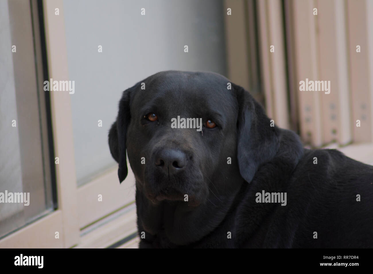 This a dog Stock Photo - Alamy