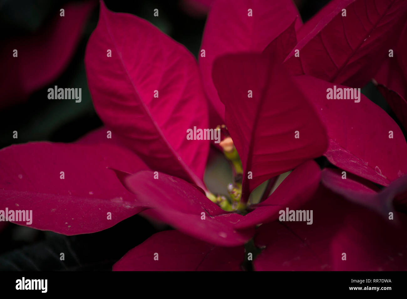 Planta colorida hi-res stock photography and images - Alamy