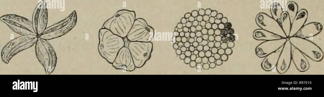Eurya k hi-res stock photography and images - Alamy