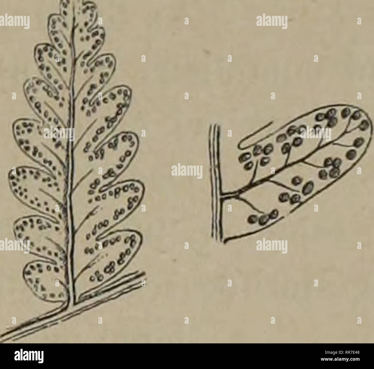 Pinnatisecta hi-res stock photography and images - Alamy