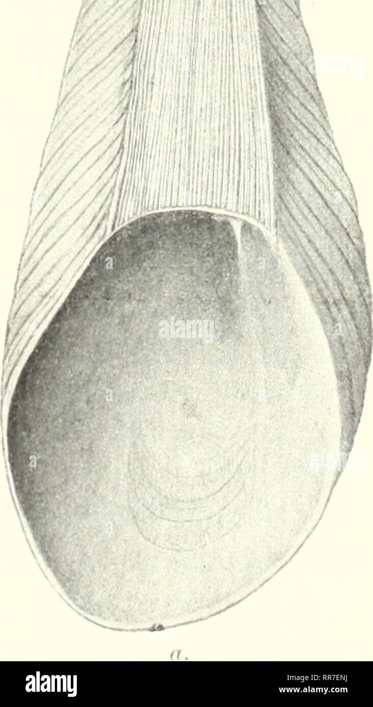 Leistendecke hi-res stock photography and images - Alamy