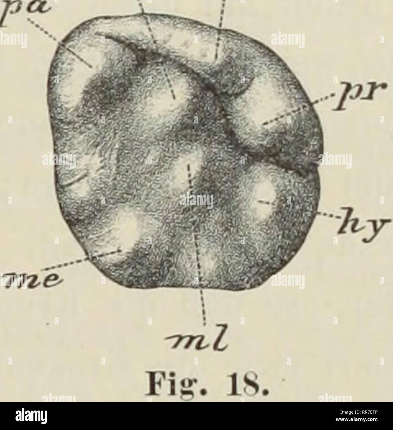 Metaxytherium hi-res stock photography and images - Alamy