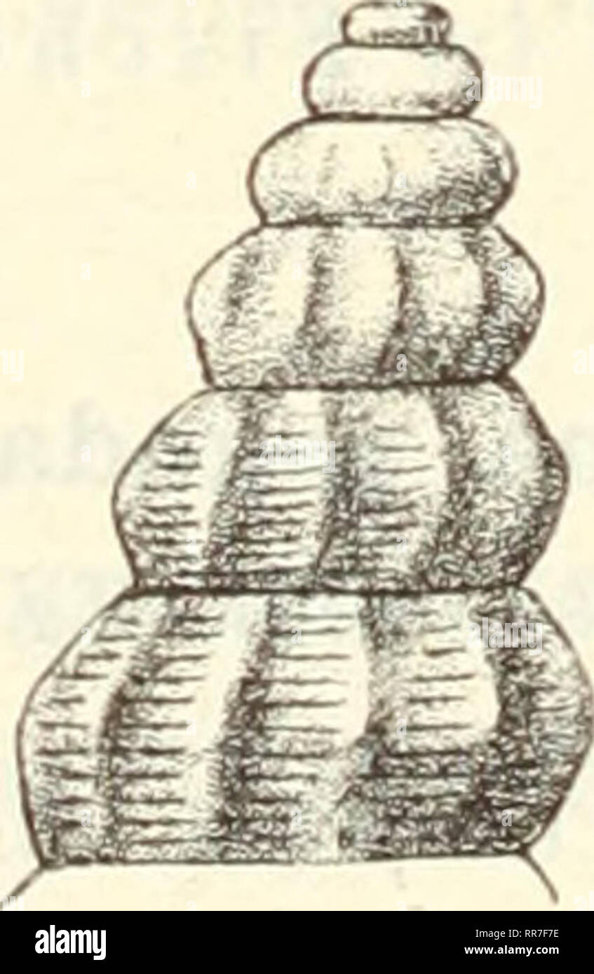 Artbestimmung hi-res stock photography and images - Alamy