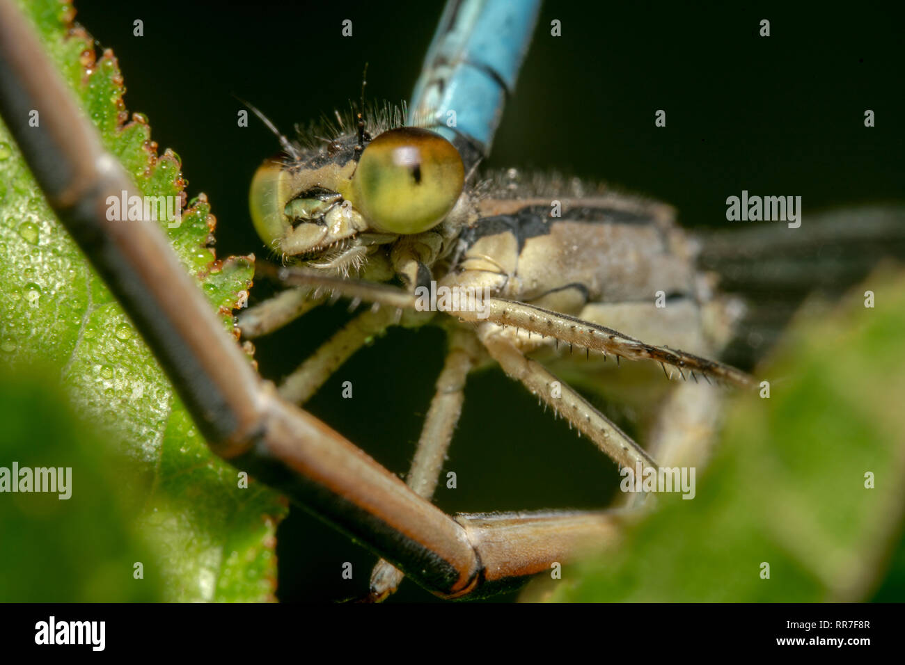 Headshot of a damselfly while mating. Damselfly bending its tail during ...