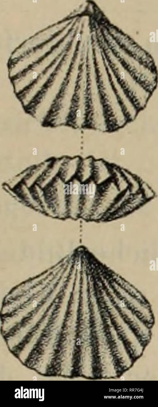 . Abhandlungen der Geologischen Bundesanstalt. Geology; Paleontology ...