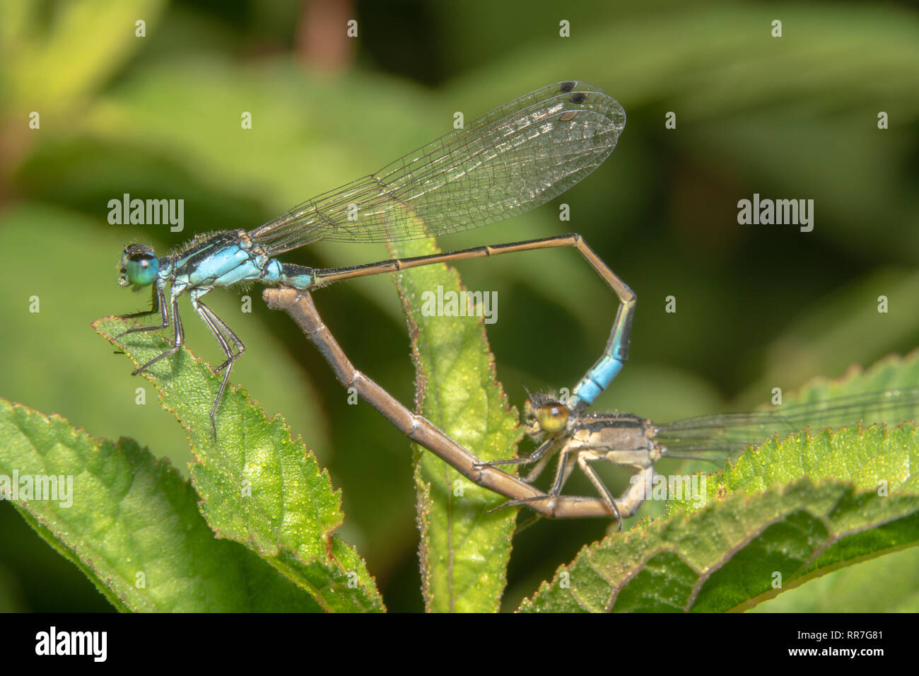 Damselfly mating in early morning. Damselfly mating on leaf/plants ...