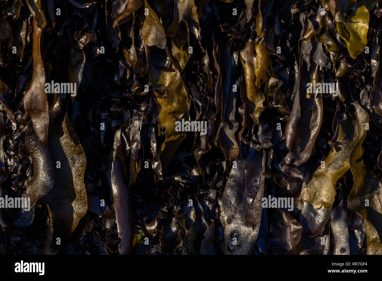 Seaweed algae brown textured pattern making nice lines and shapes with ...