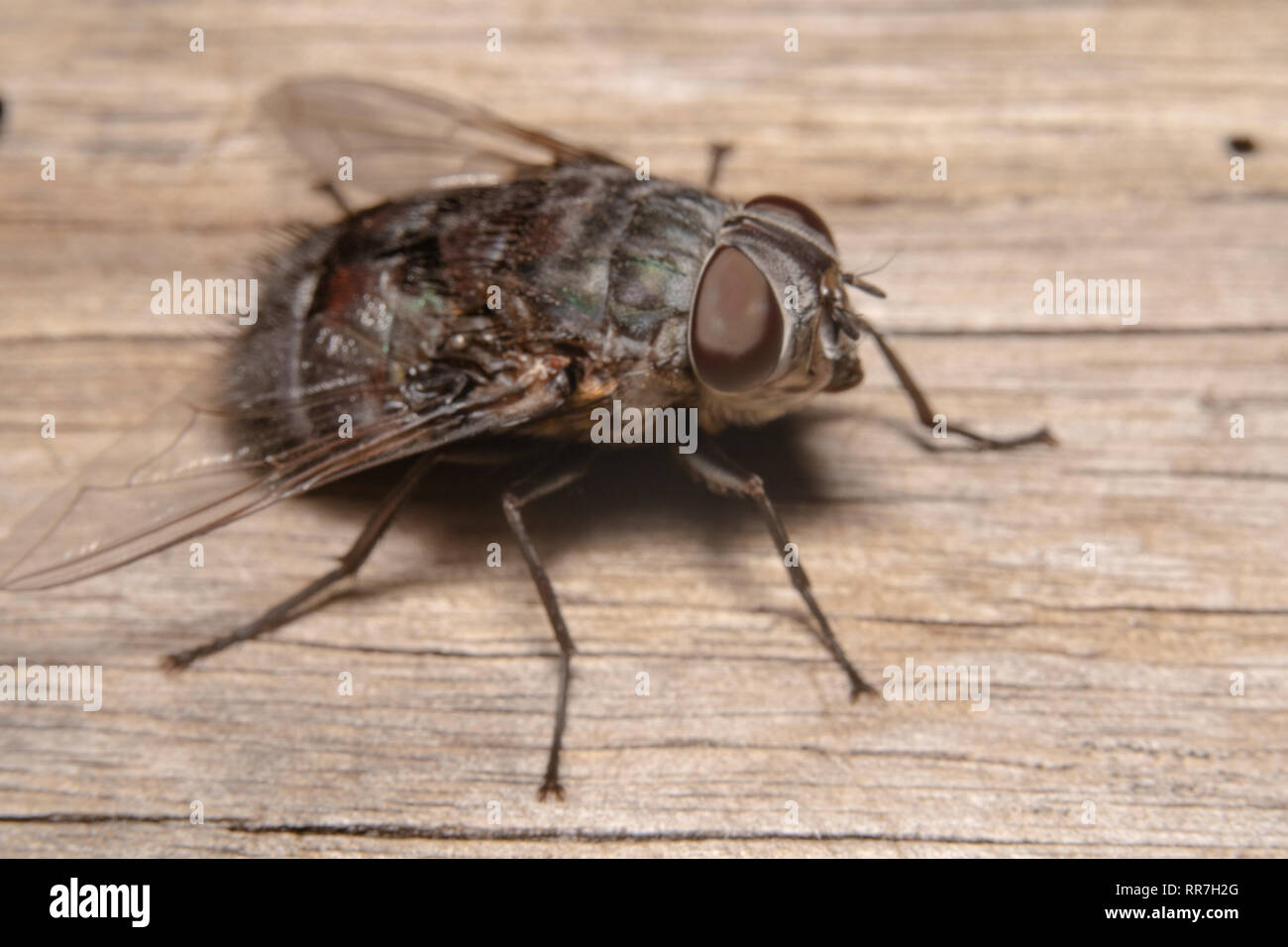 Big Fly, head shot of a fly, close up half body and a big eye with ...