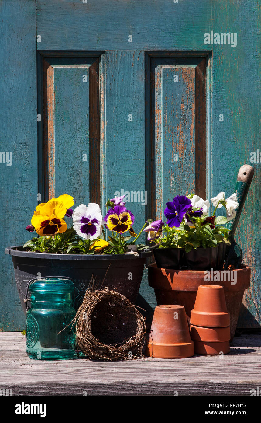 Planting spring pansies pots, terra-cotta pots potting shed door garden ...