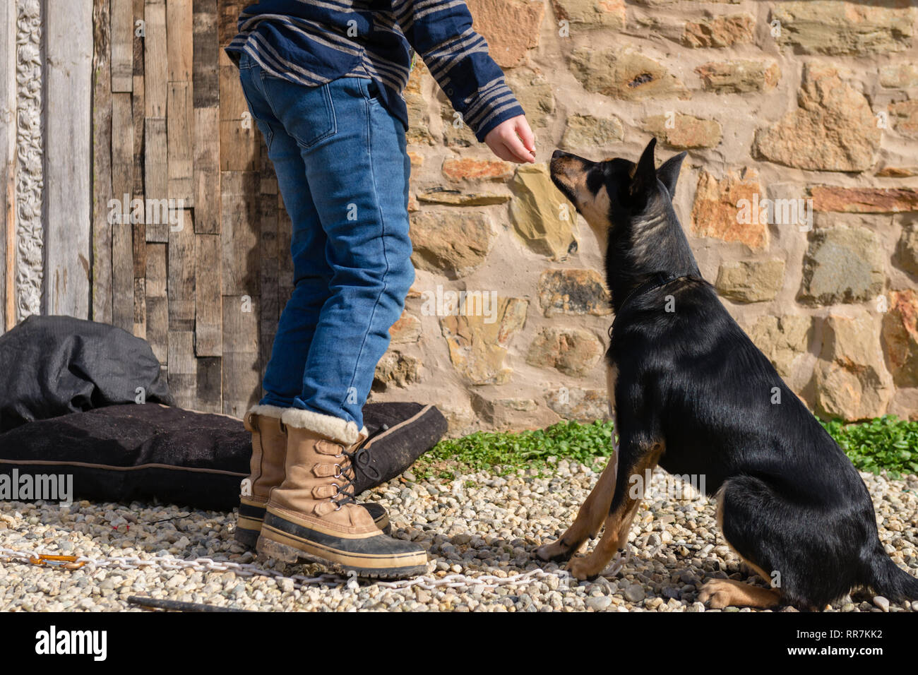 young boy training his dog Stock Photo - Alamy
