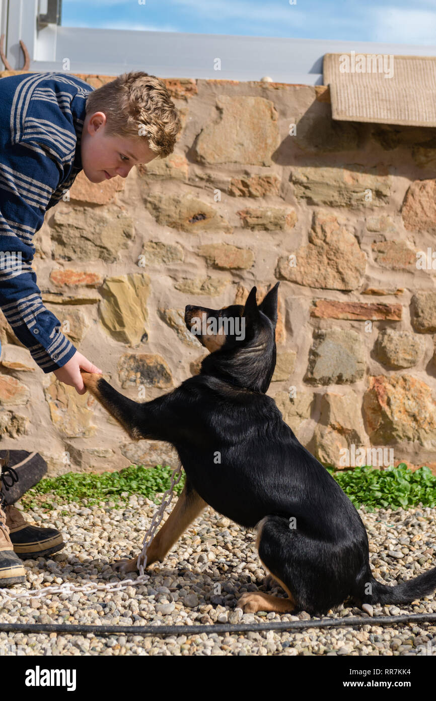 young boy training his dog Stock Photo - Alamy