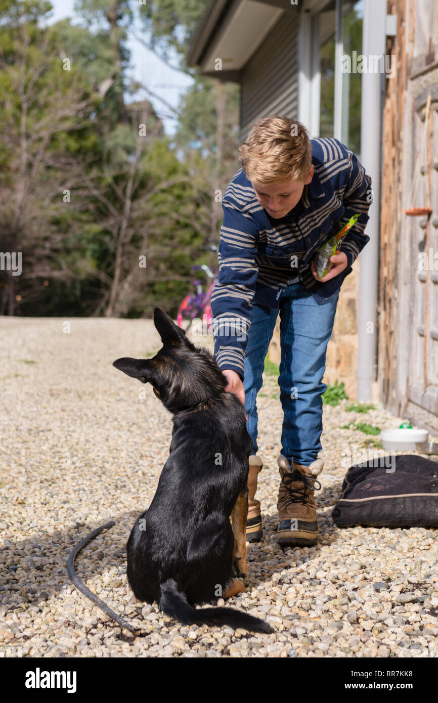 young boy training his dog Stock Photo - Alamy