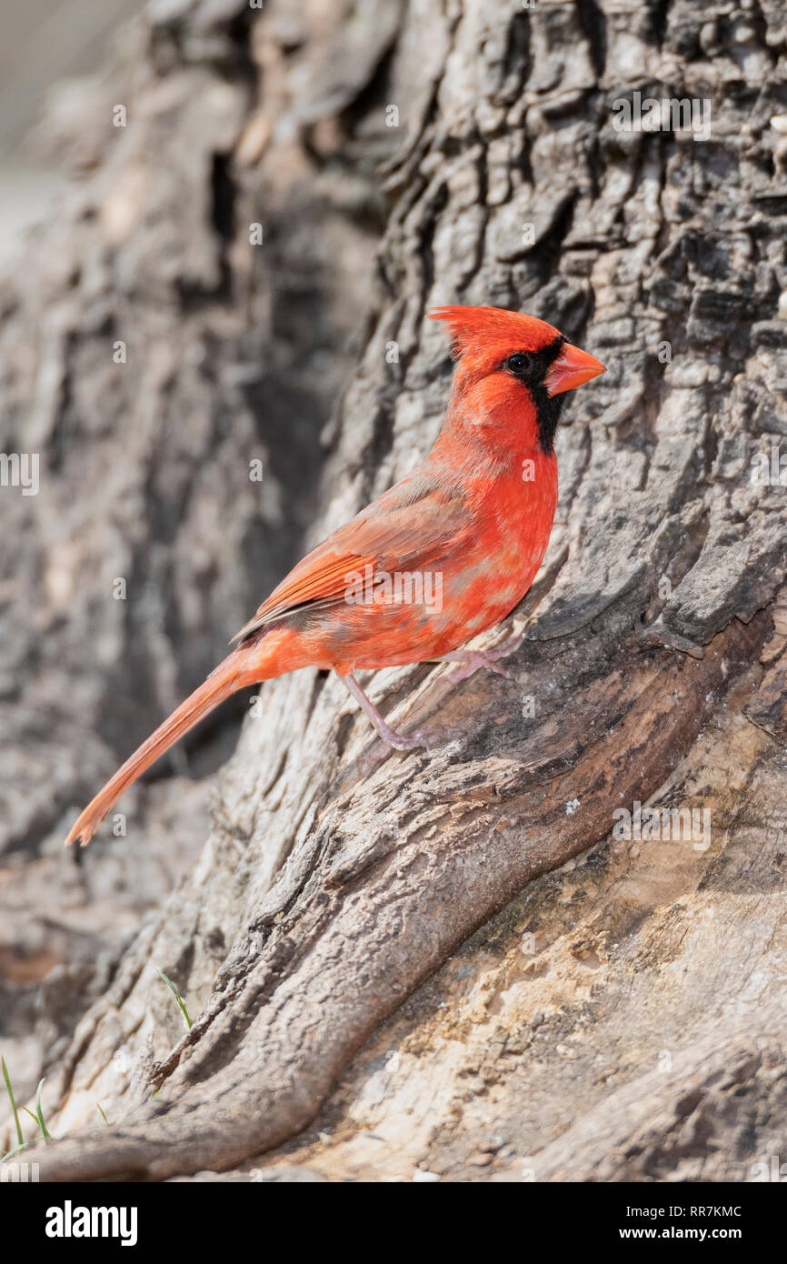 Male Northern Cardinal Stock Photo - Alamy