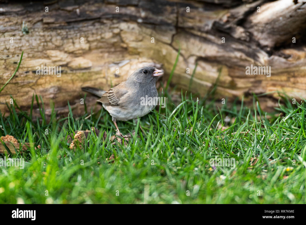 Dark-eyed Junco slate-colored variant Stock Photo - Alamy