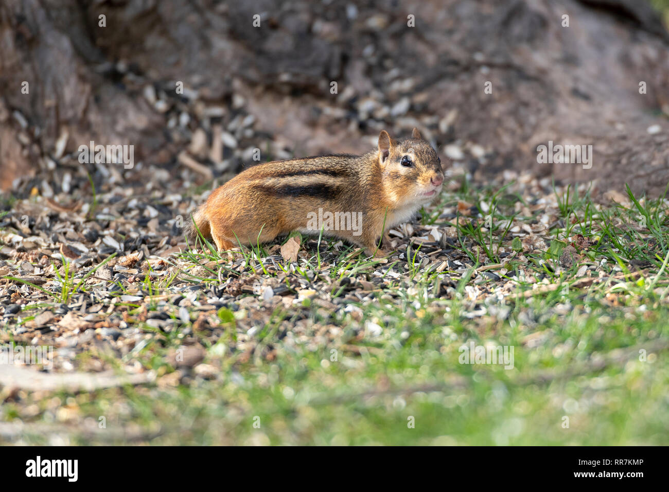 Eastern Chipmunk on ground Stock Photo - Alamy