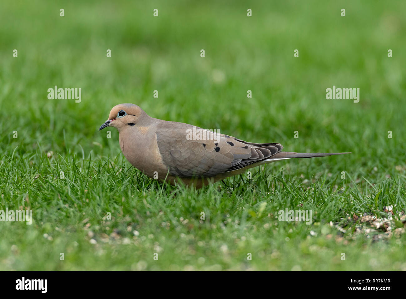 Mourning dove in the wild hi-res stock photography and images - Alamy