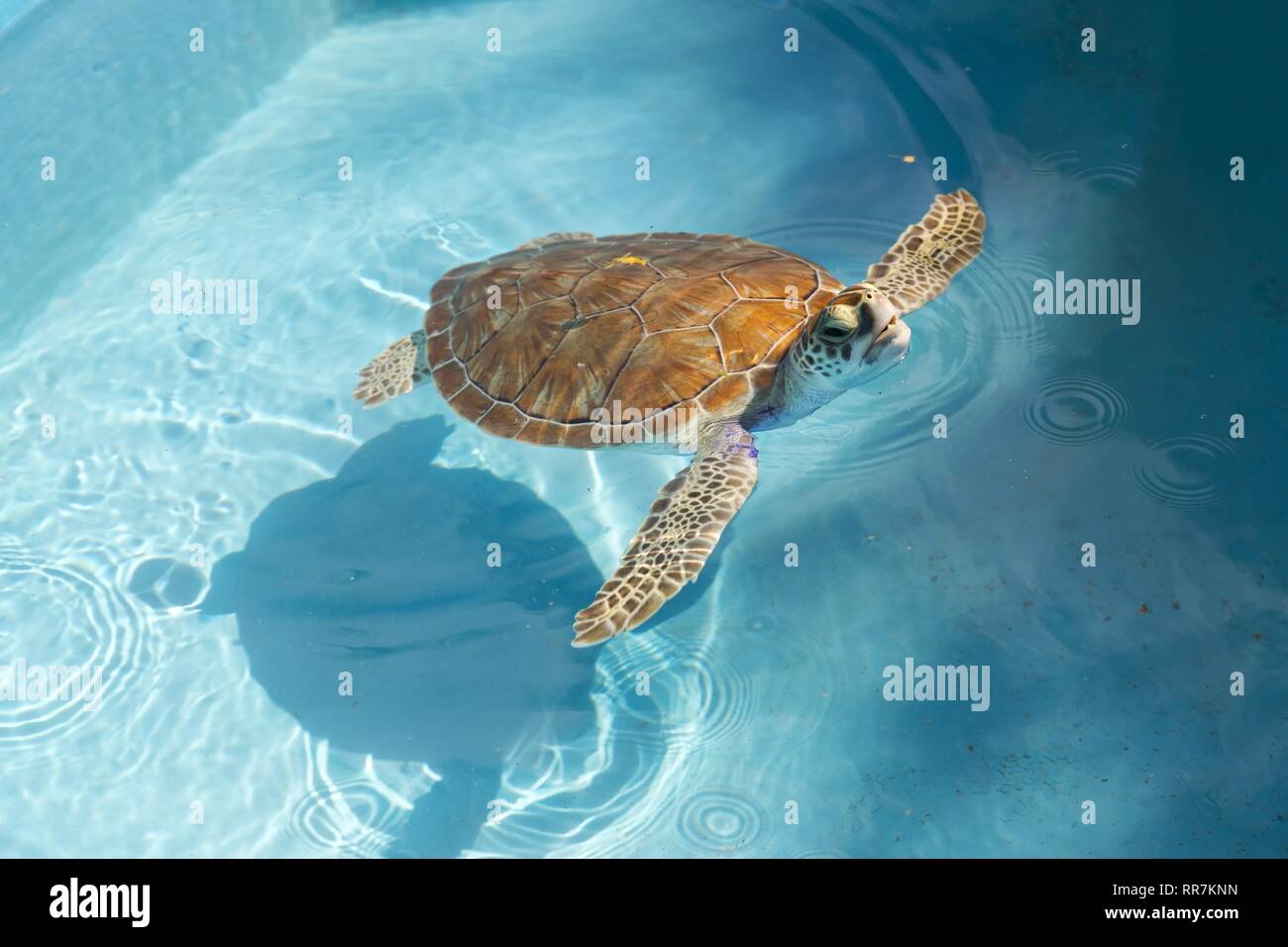 Isolated Hawksbill Marine Sea Turtle Swimming in Transparent See ...