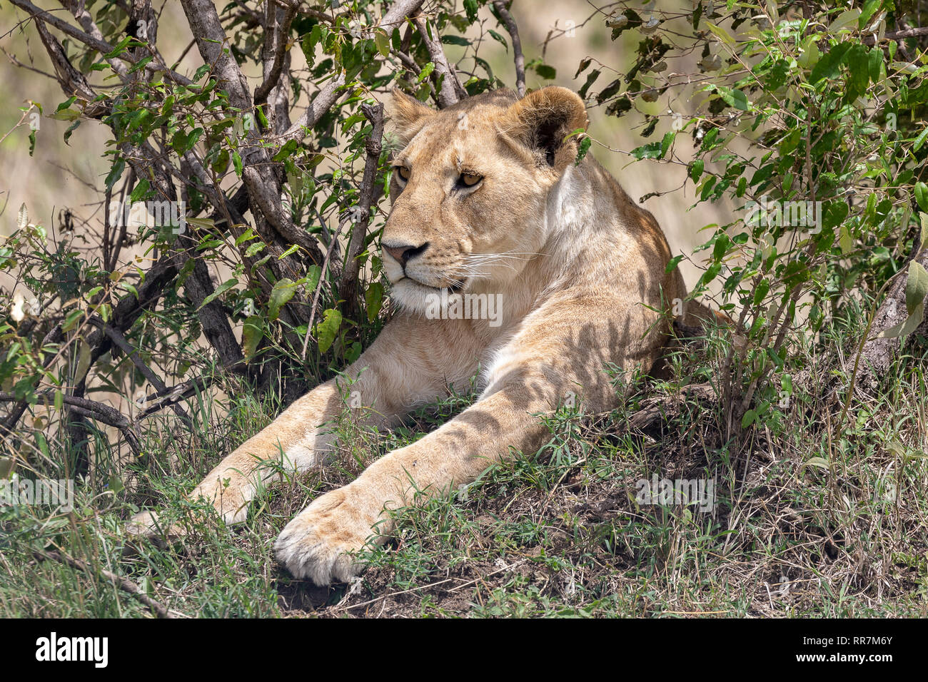 African lion head in hi-res stock photography and images - Alamy