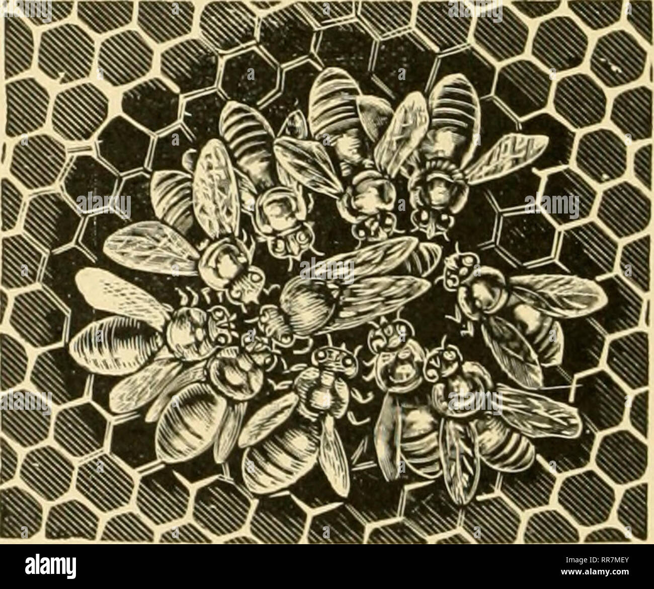 . The ABC and XYZ of bee culture; a cyclopedia of everything pertaining ...