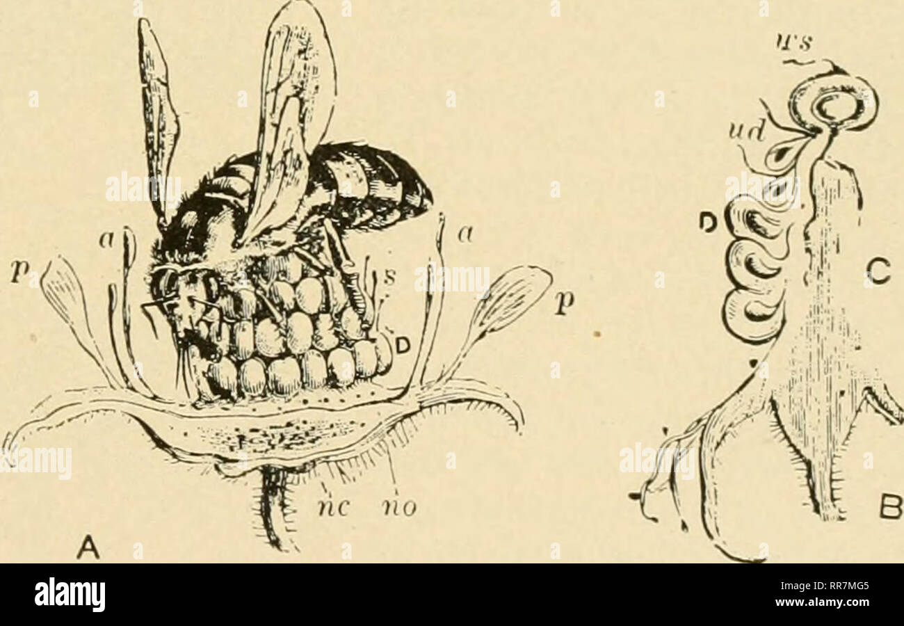 . The ABC and XYZ of bee culture; a cyclopedia of everything pertaining ...