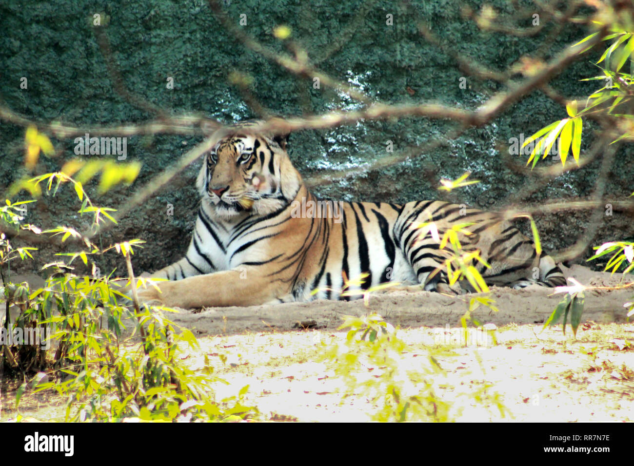 tiger resting in a park Stock Photo - Alamy