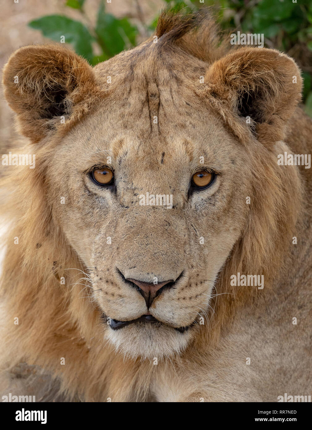 Majestic lion face close hi-res stock photography and images - Alamy