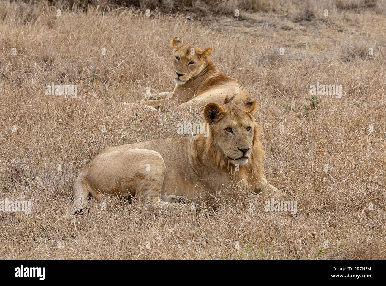 Two lions resting in the grasslands in the Masai Mara, Kenya, Africa Stock Photo - Alamy