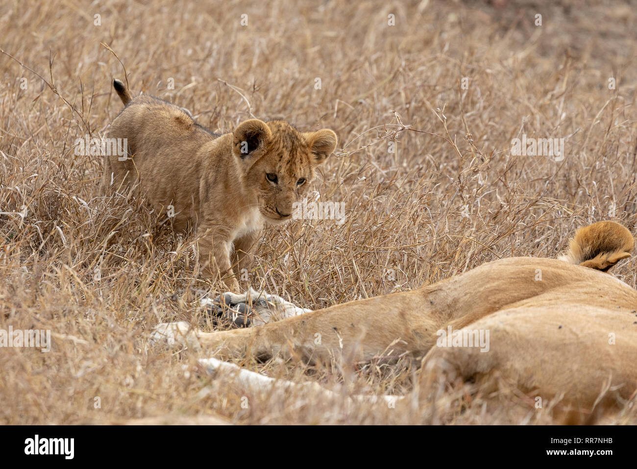 Lion cub stalking hi-res stock photography and images - Alamy