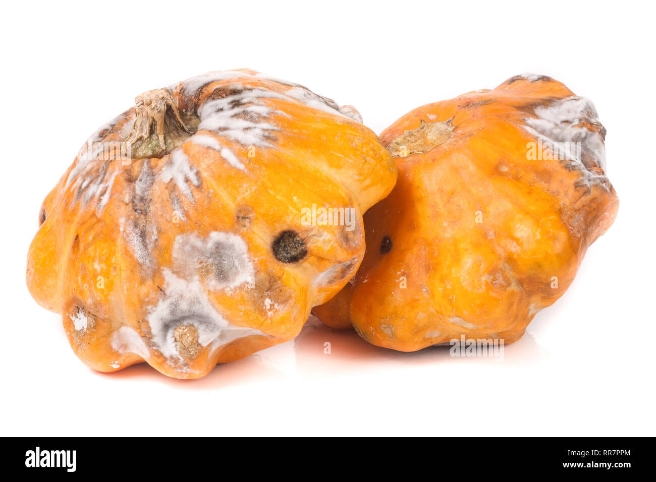 two spoiled pattypan with mold isolated on white background Stock Photo ...