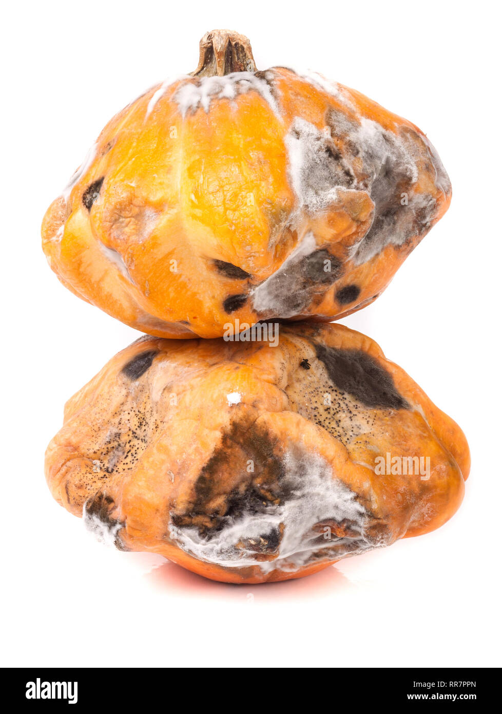 two spoiled pattypan with mold isolated on white background Stock Photo ...