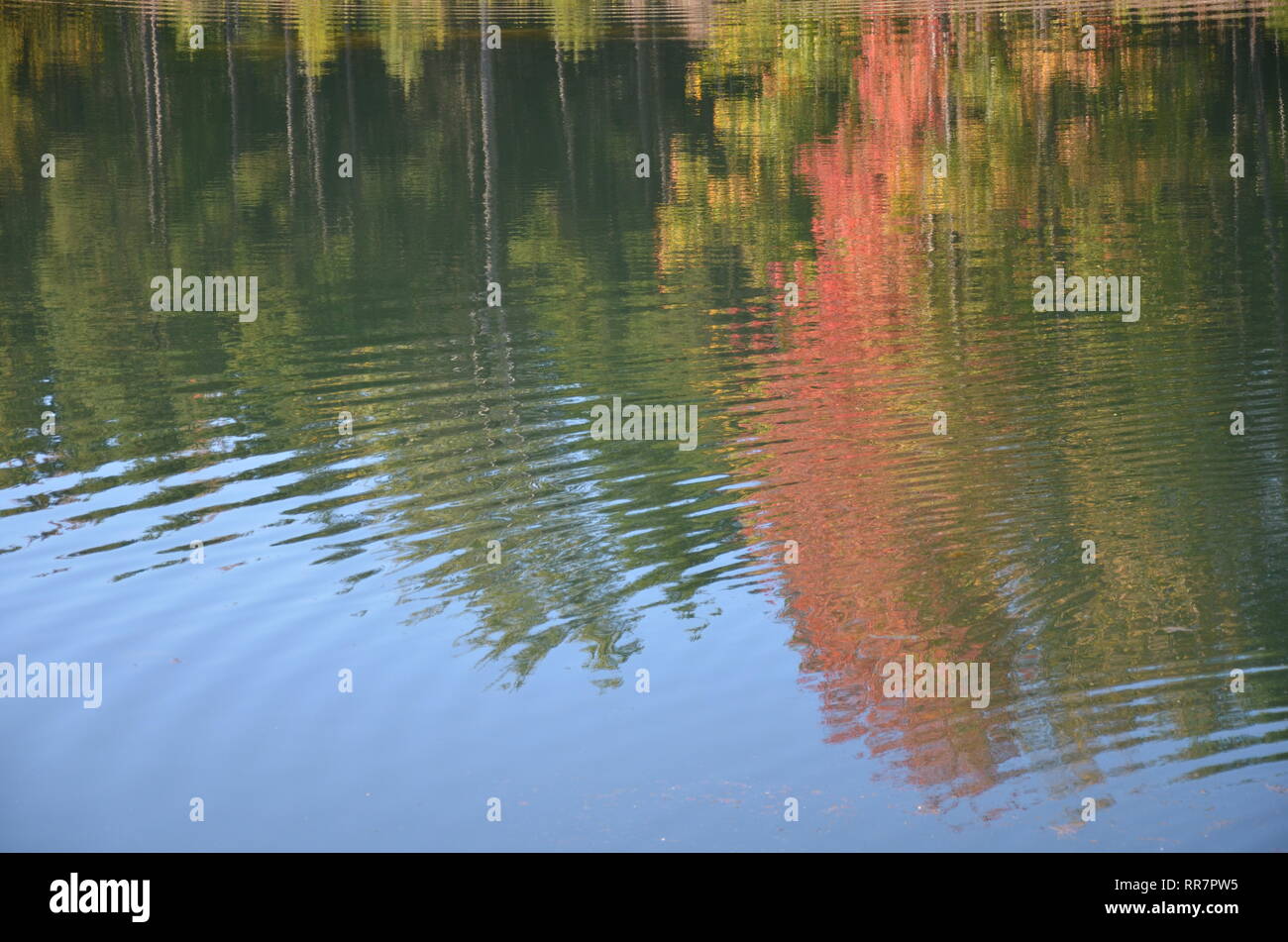 Reflection leaves hi-res stock photography and images - Alamy