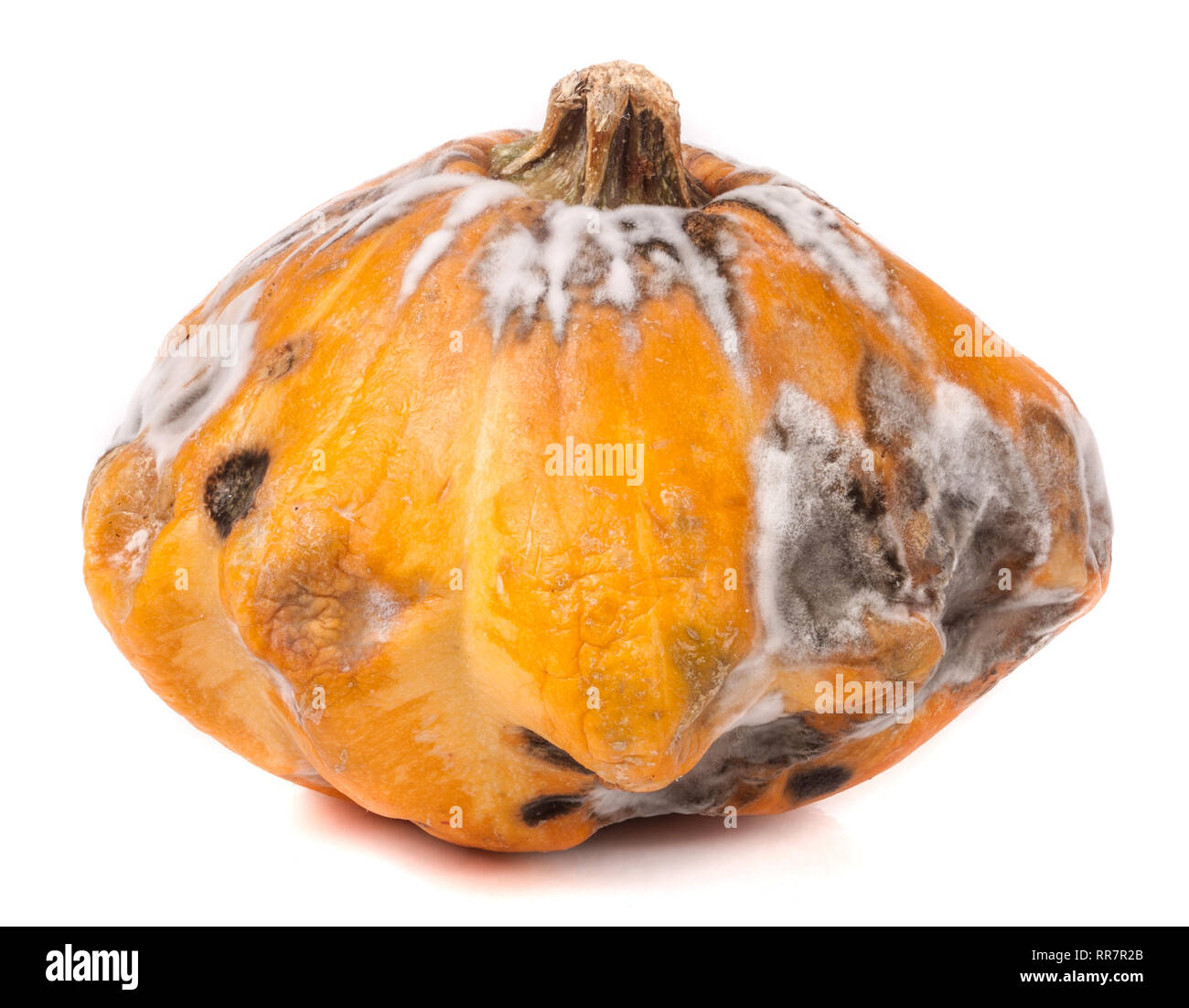 one spoiled pattypan with mold isolated on white background Stock Photo ...